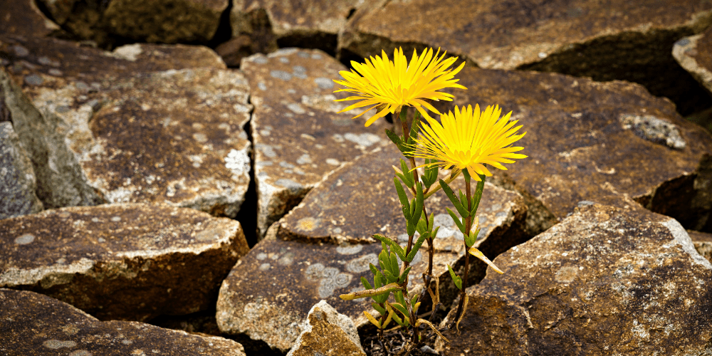 From Survival Mode to Healing: Signs You’re Finally Starting to Feel ...